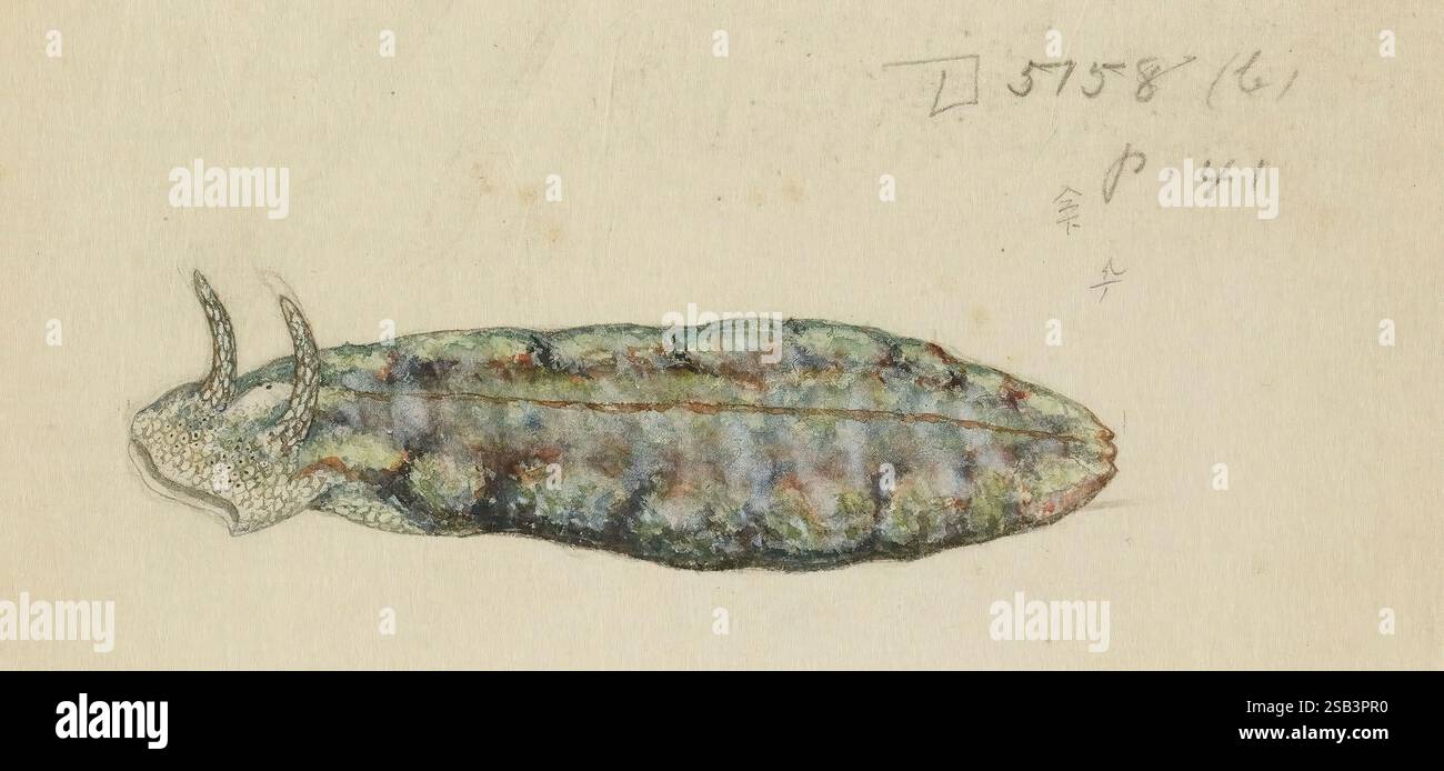Notes, and, description, of, specimens, collected, on, the, Philippine ...