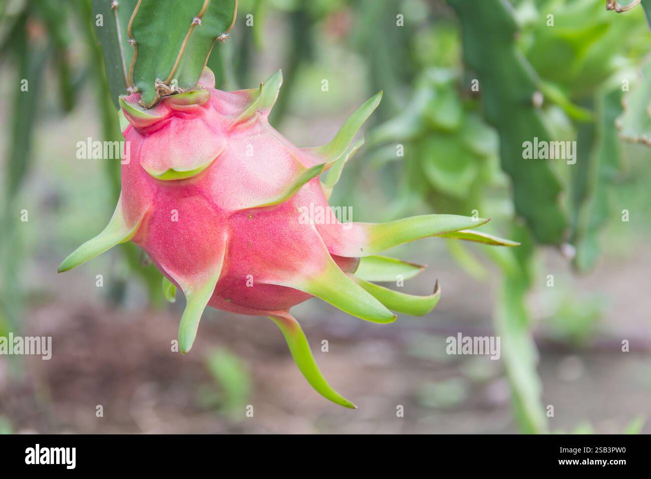 Dragon fruit,Pitaya on tree Stock Photo - Alamy