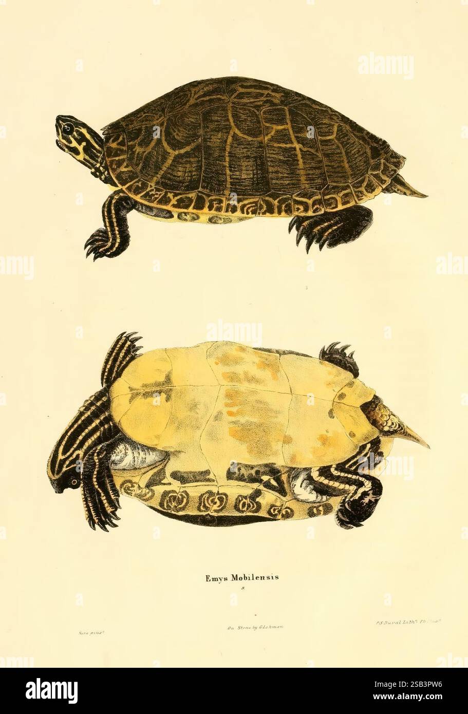 North American herpetology, Philadelphia, J. Dobson, 1836-1840 ...