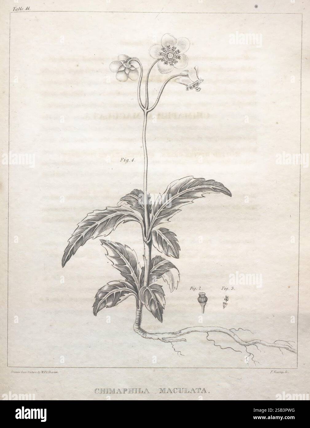 A flora of North America, Philadelphia, M. Carey & Sons, 1821-23, North ...