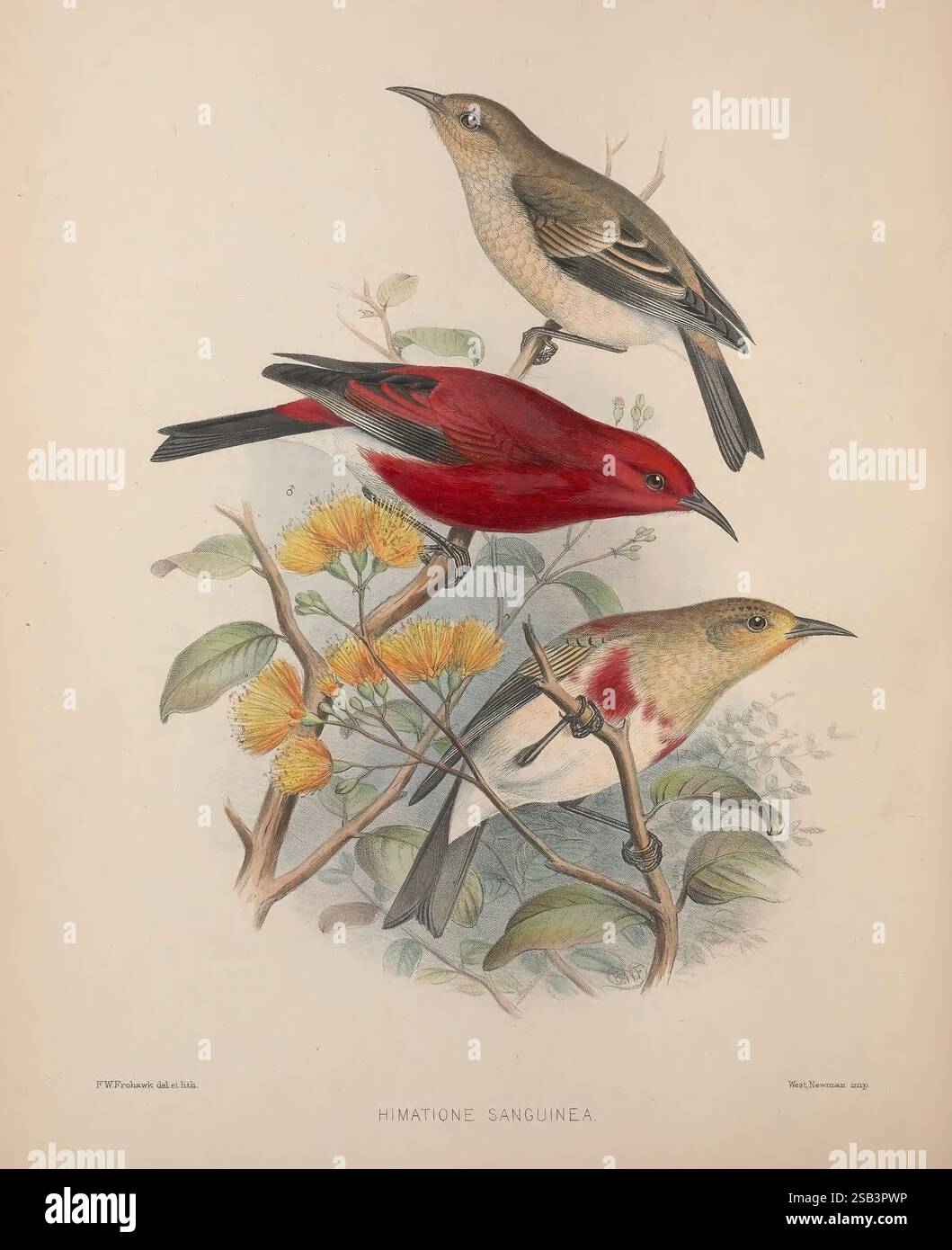 Aves Hawaiienses, London, R.H. Porter, 1890-1899, birds, Hawaii ...