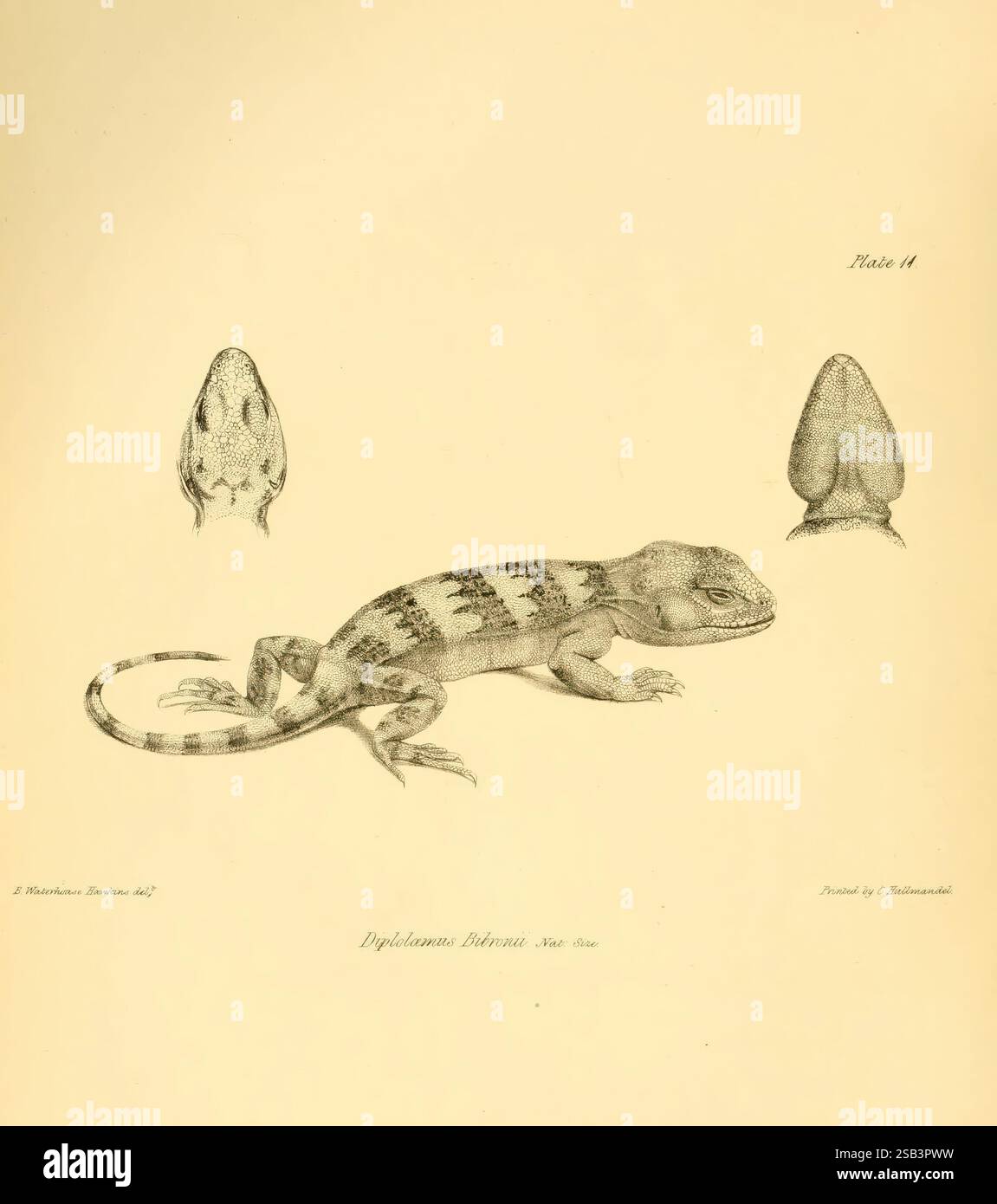 The zoology of the voyage of H.M.S. Beagle, London, Smith, Elder & Co ...