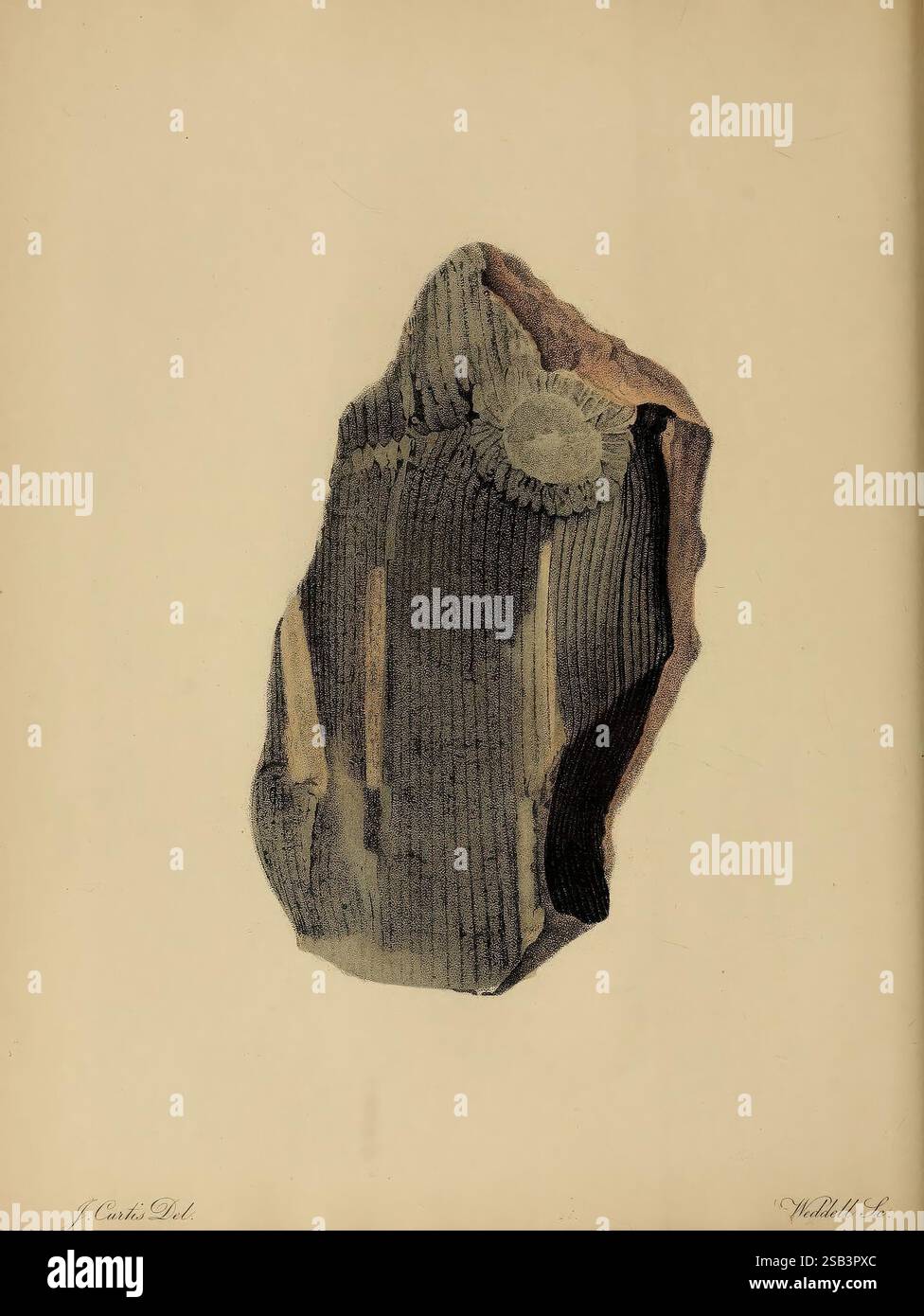 A pictorial atlas of fossil remains, 1850, paleontology, pictorial ...