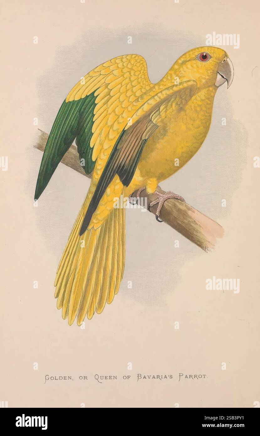 Delicate beak showcase hi-res stock photography and images - Alamy