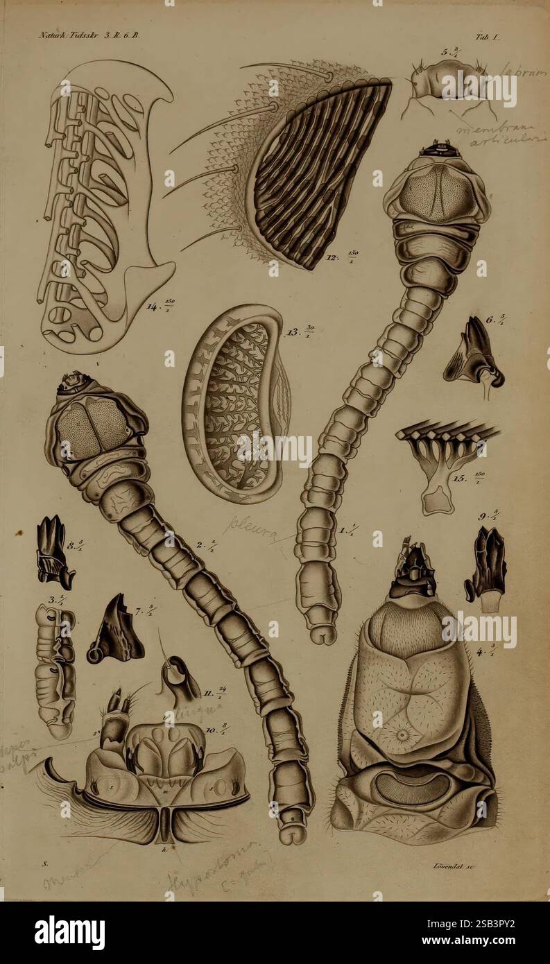 Coleoptera buprestidae larvae hi-res stock photography and images - Alamy