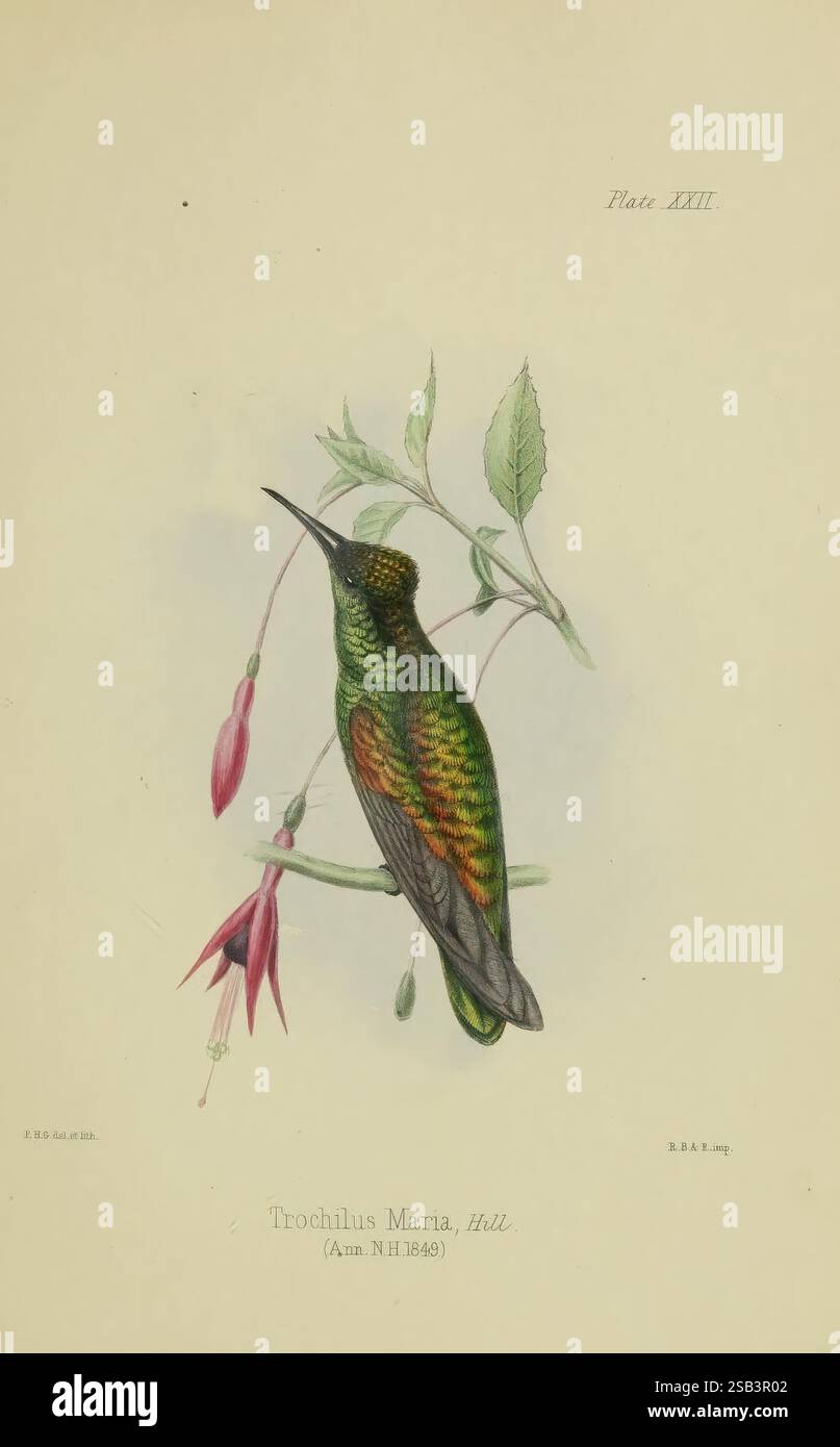 Trochilus maria hi-res stock photography and images - Alamy