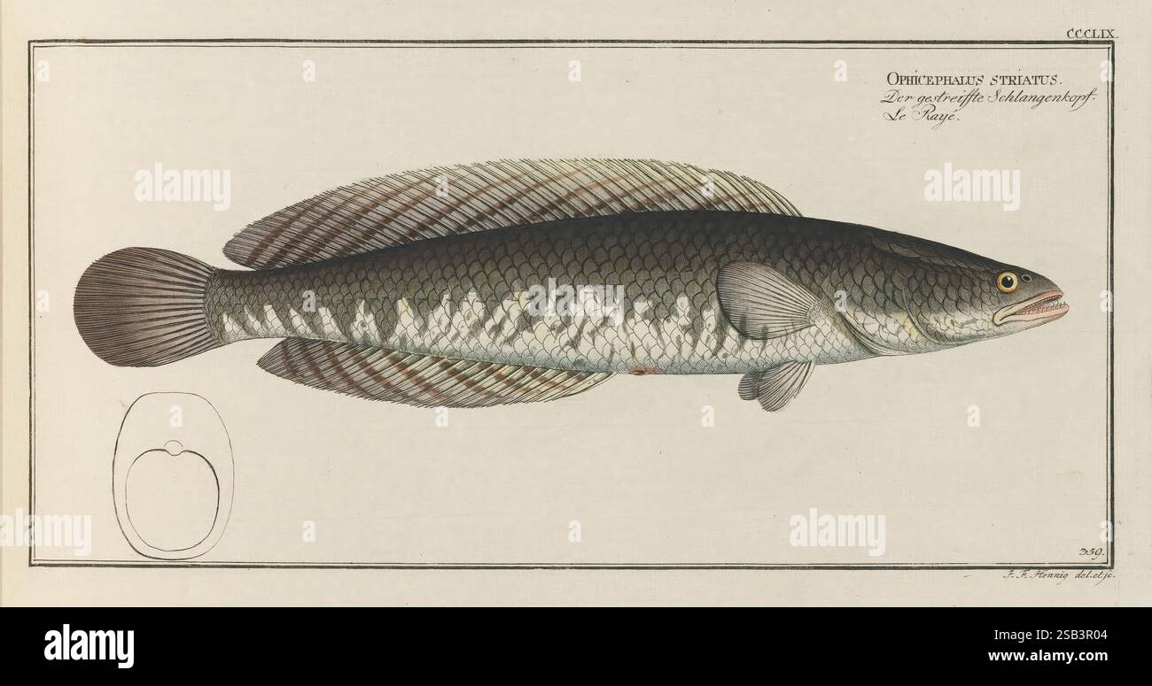 Early works pictorial works channa striata hi-res stock photography and ...