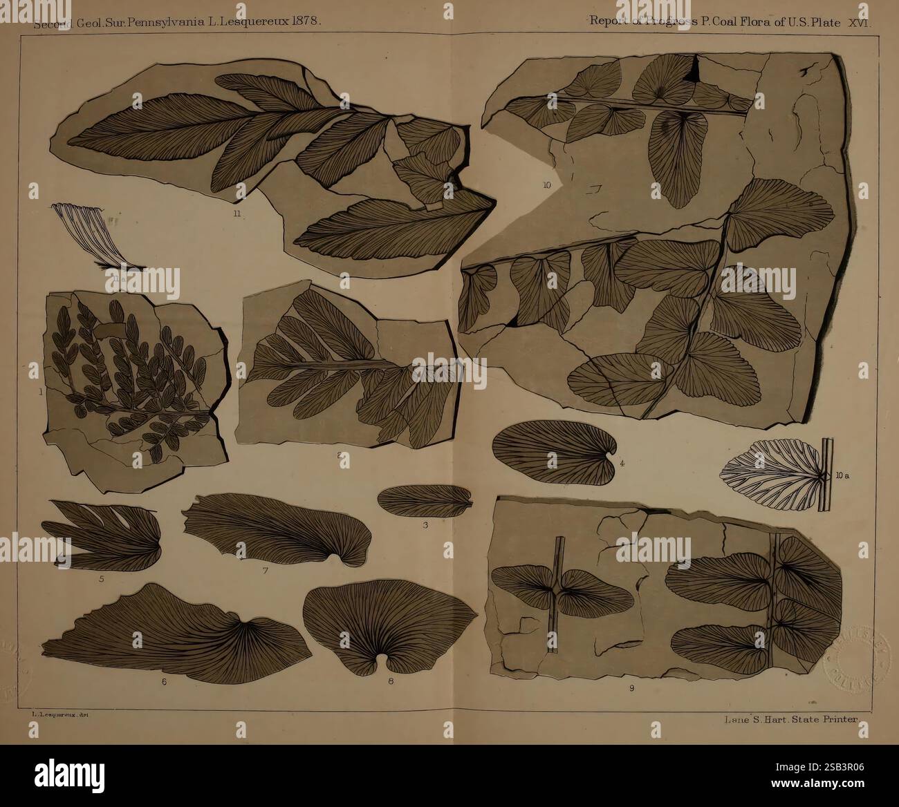 Description of the coal flora of the Carboniferous formation in ...