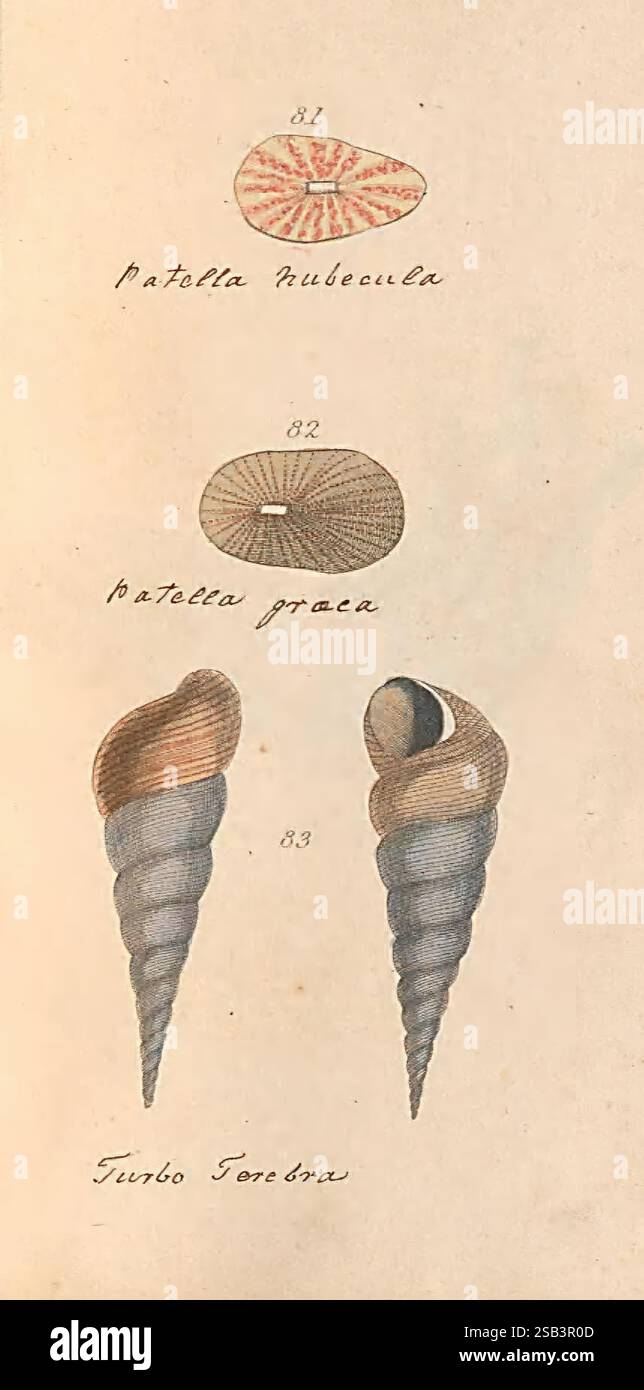 A, conchological, dictionary, of, the, British, Islands, London, John ...