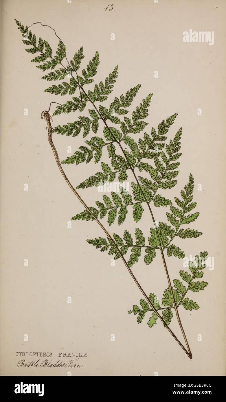 The ferns of Derbyshire, London, Wertheim, Macintosh, and Hunt, 1861 ...