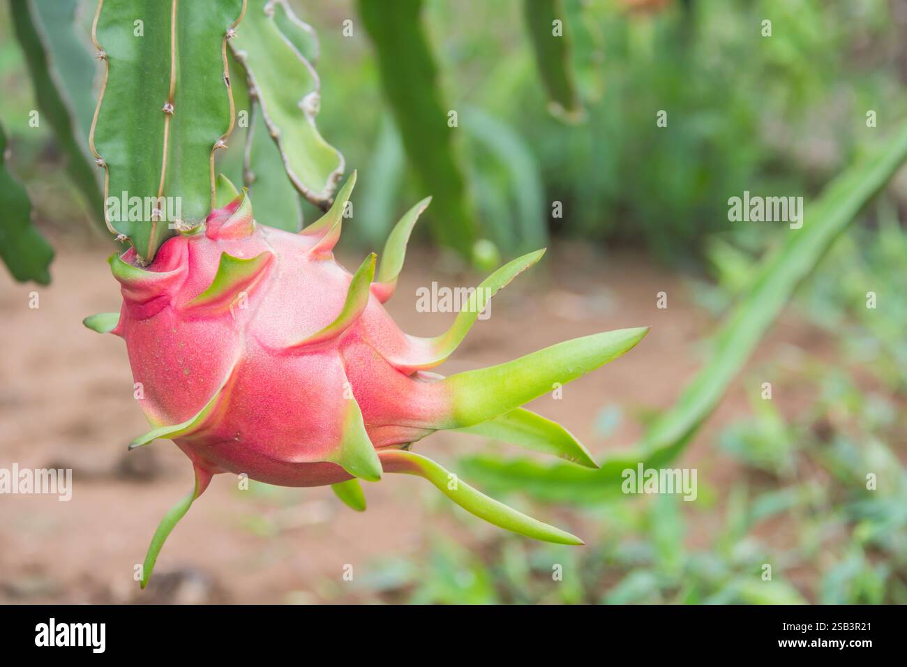 Dragon fruit,Pitaya on tree Stock Photo - Alamy