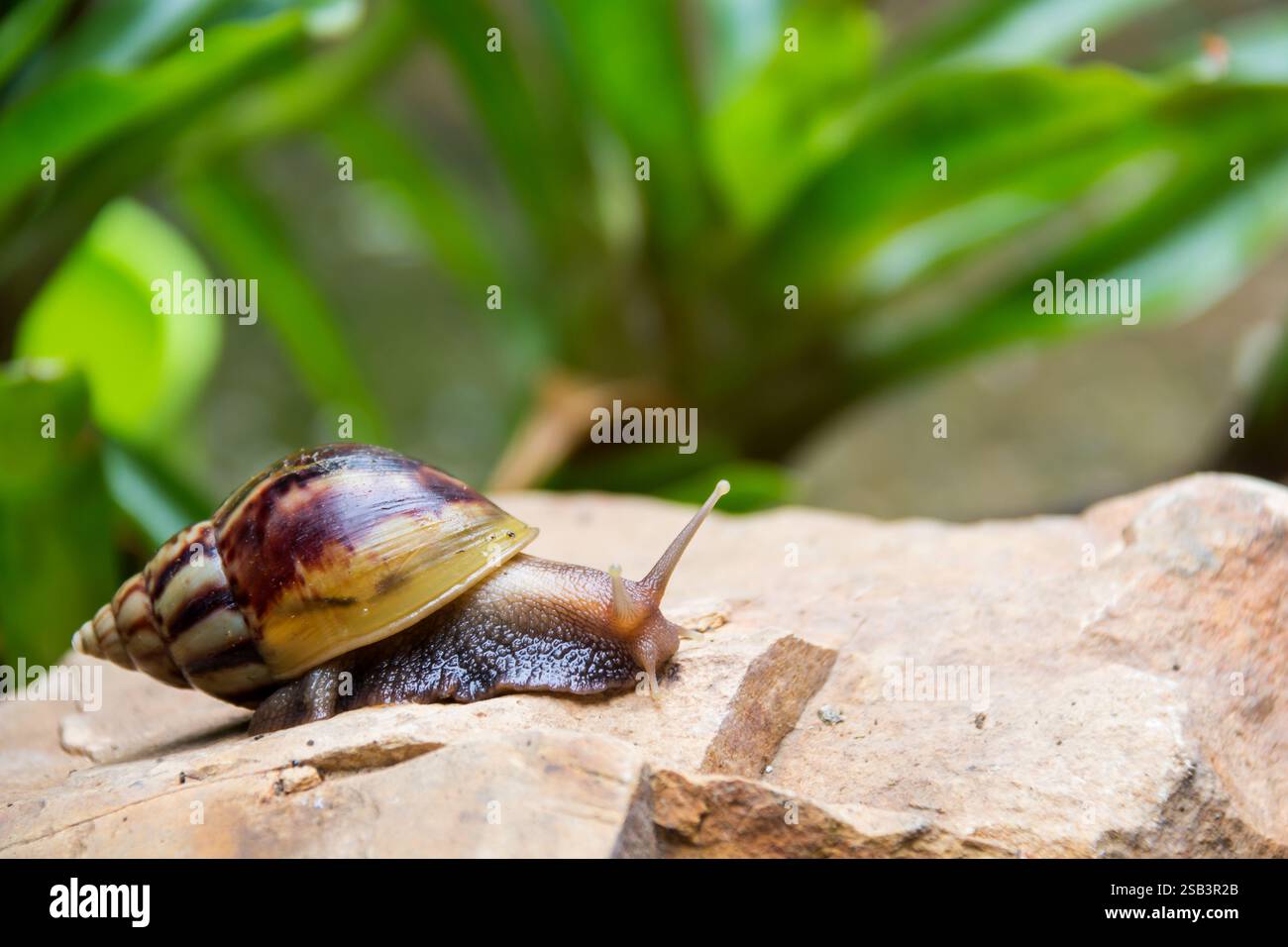brown long big snail round shell with stripes and with long horns ...