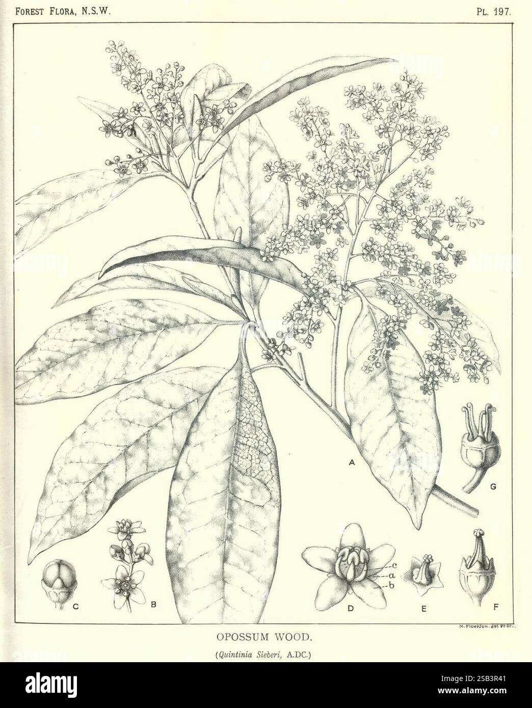 Opossum wood plant hi-res stock photography and images - Alamy