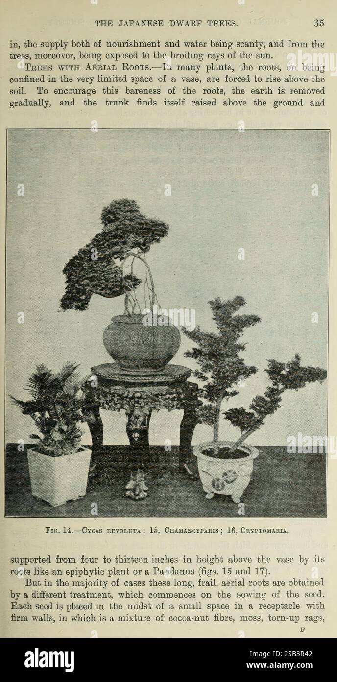 Dwarf trees alongside specific species hi-res stock photography and ...