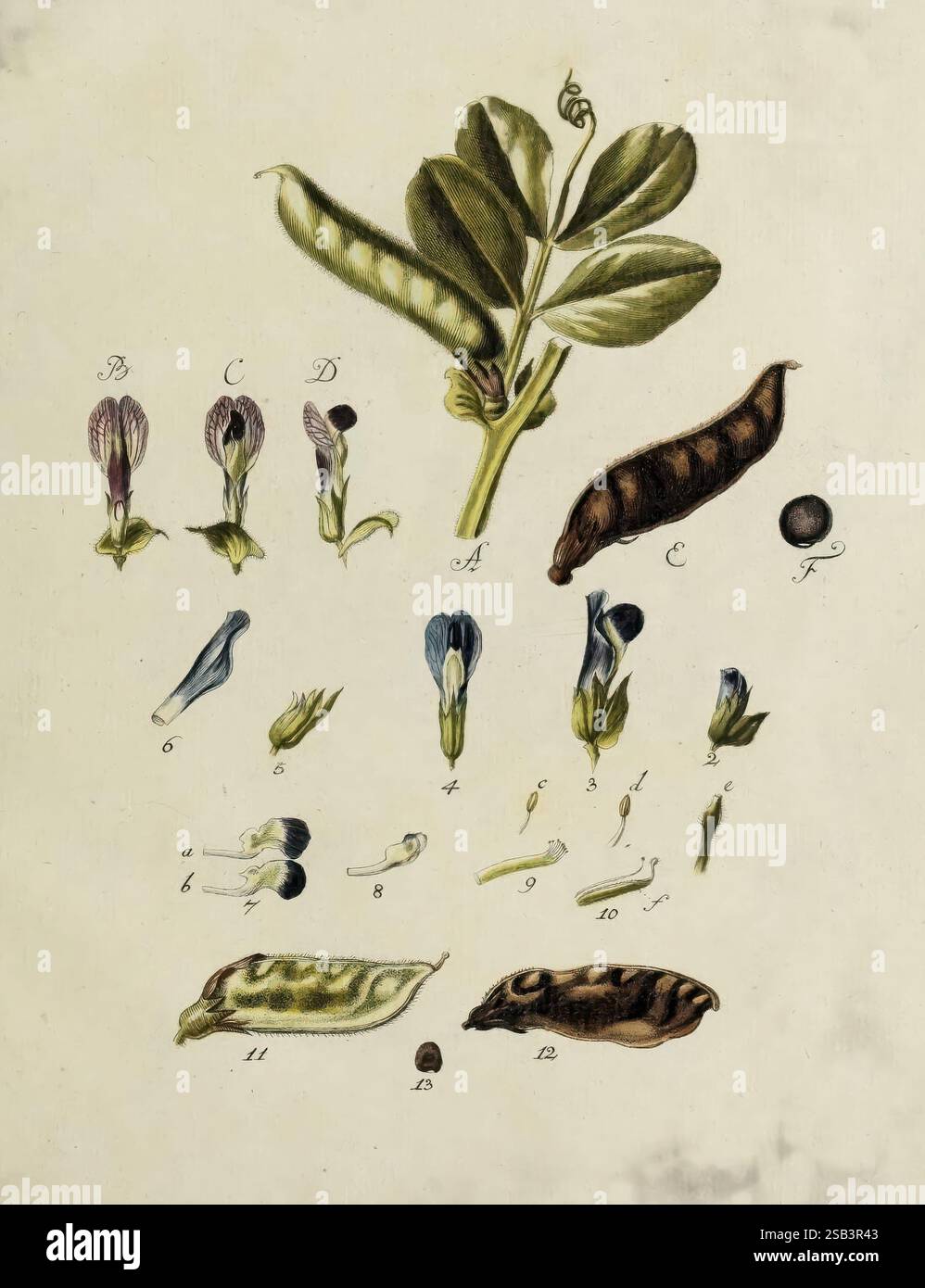 Leaves alongside several pod hi-res stock photography and images - Alamy