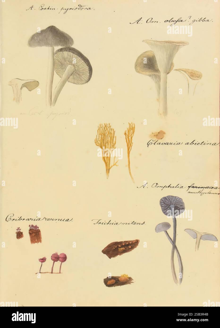 Diversity of fungal forms hi-res stock photography and images - Alamy