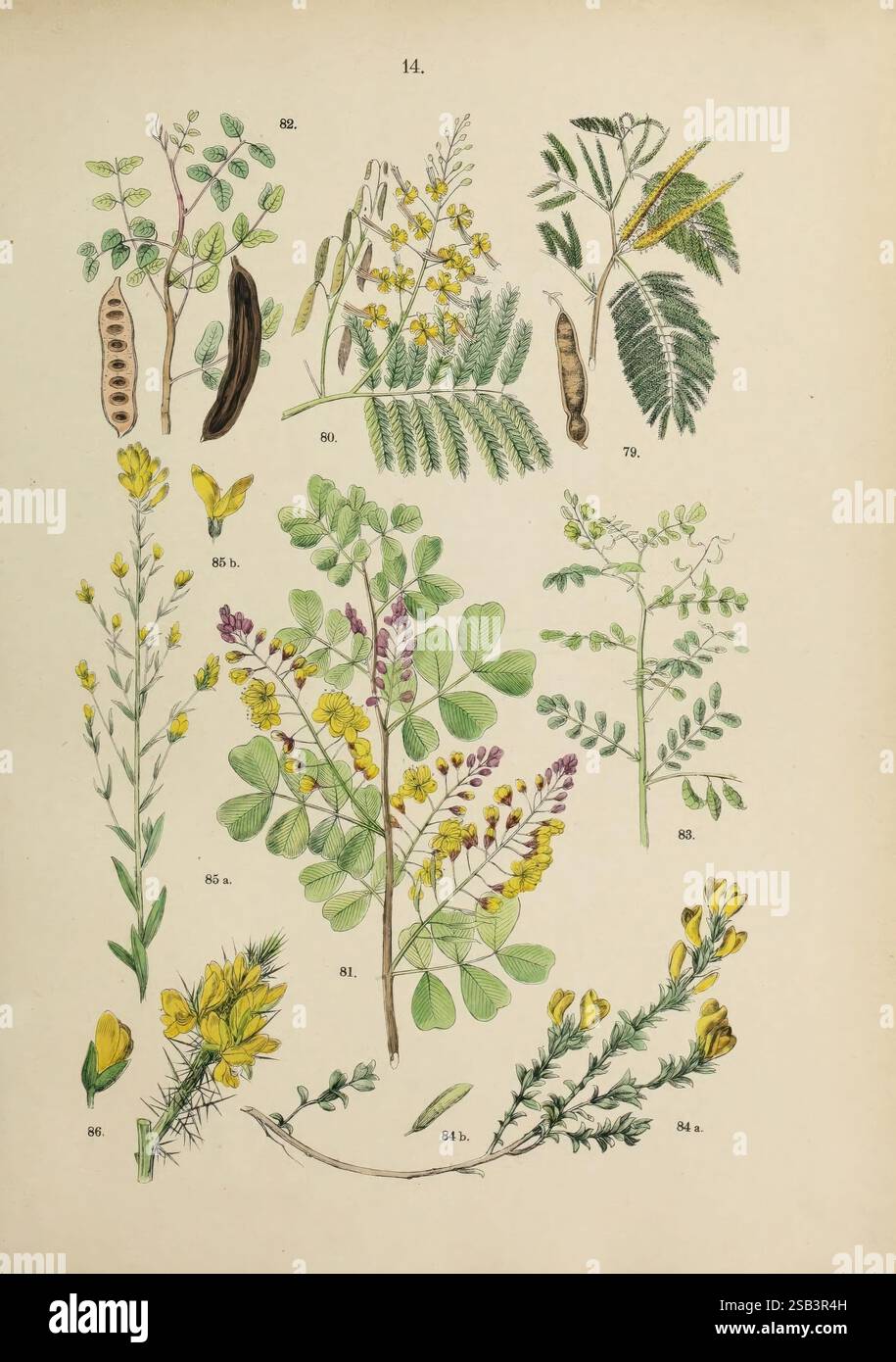Botanischer bilder-atlas, nach De Candolle's Natürlichem pflanzensystem ...