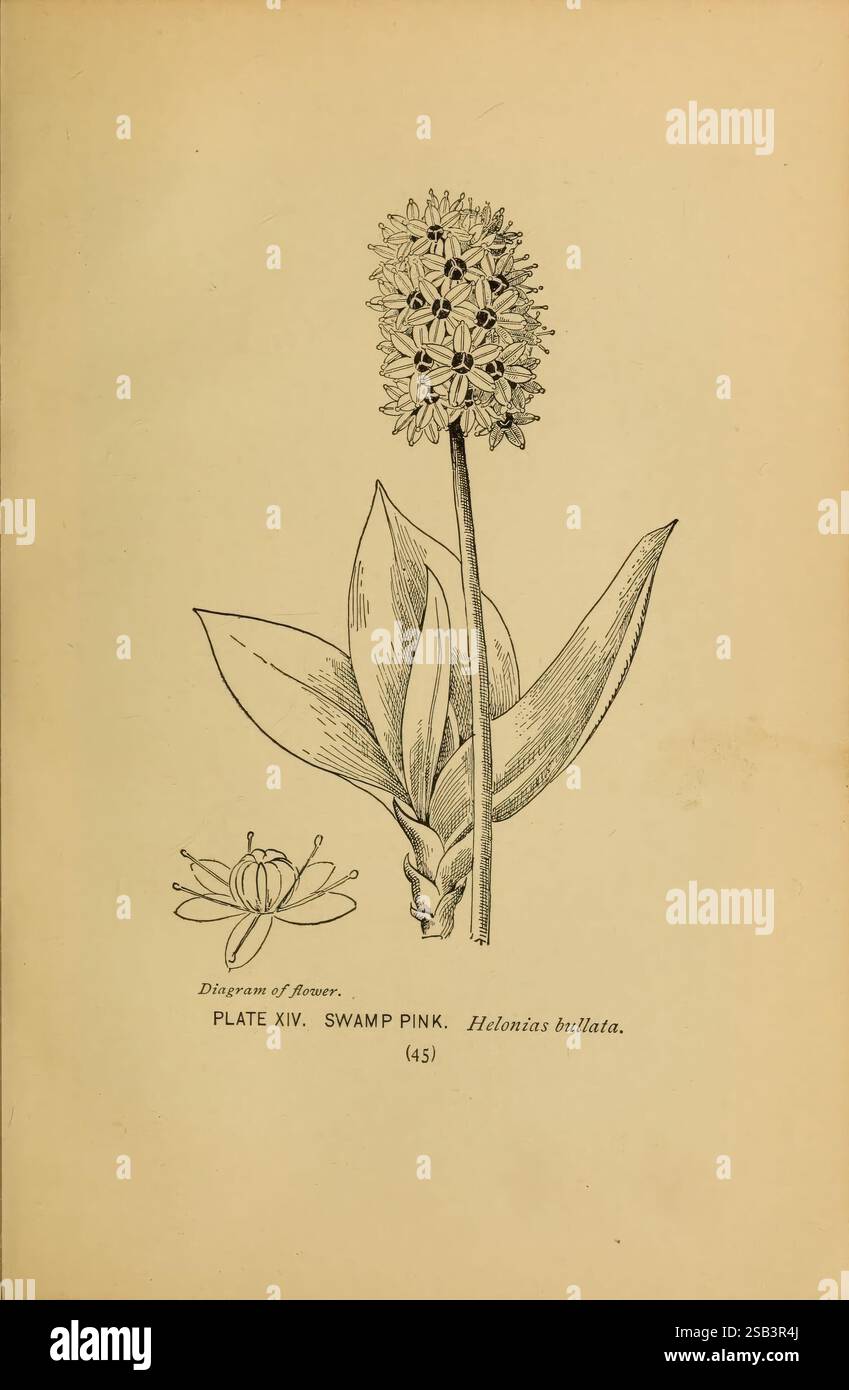 A guide to the wild flowers New York, 1899 united states wildflowers ...