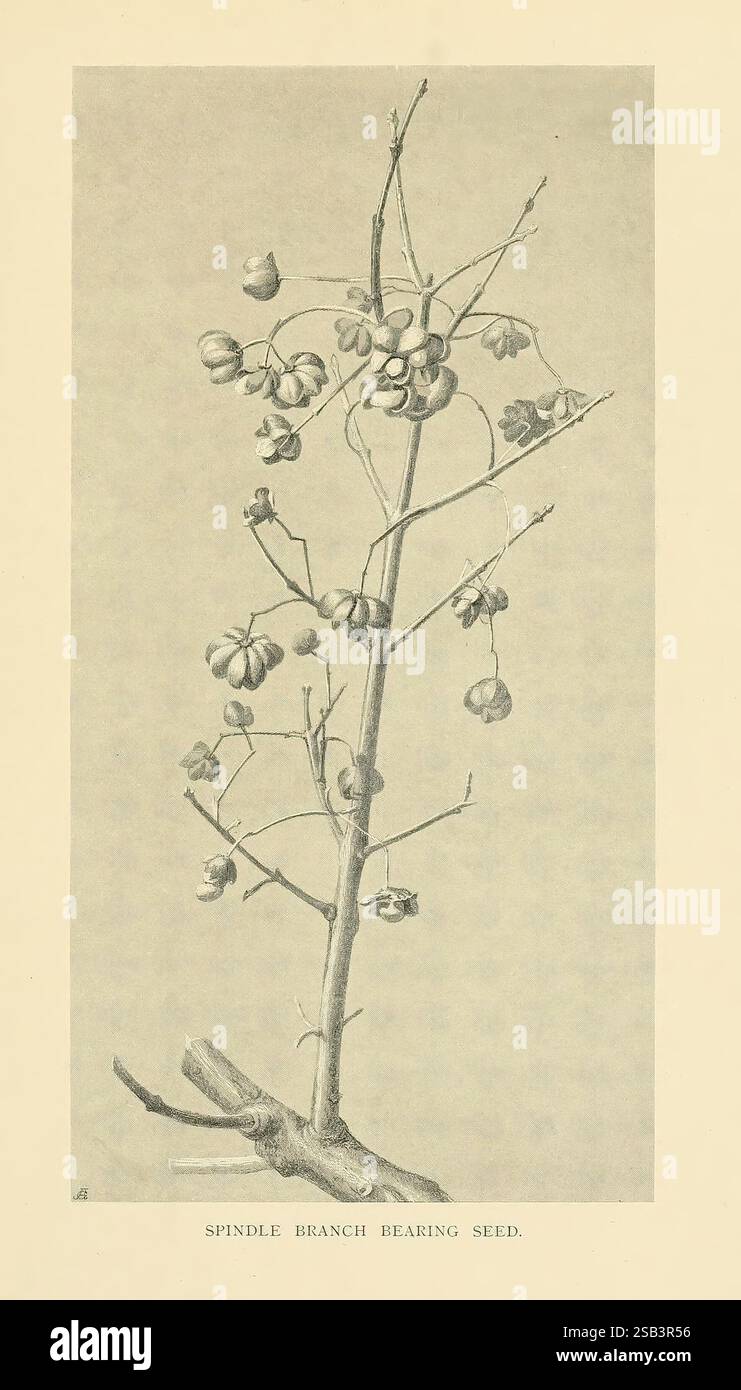 Spindle branch prominently hi-res stock photography and images - Alamy