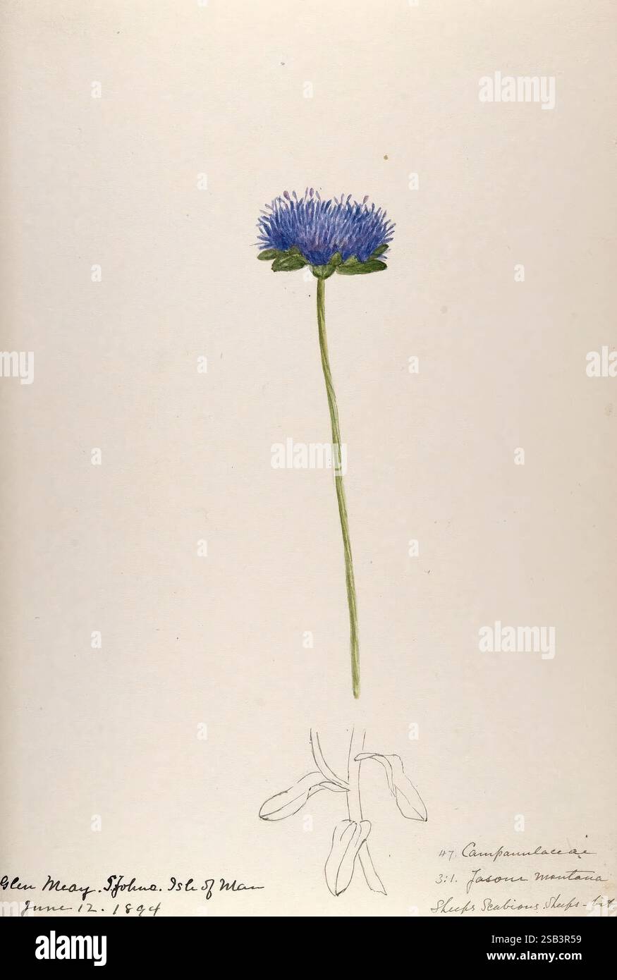 Multiple petal tips hi-res stock photography and images - Alamy