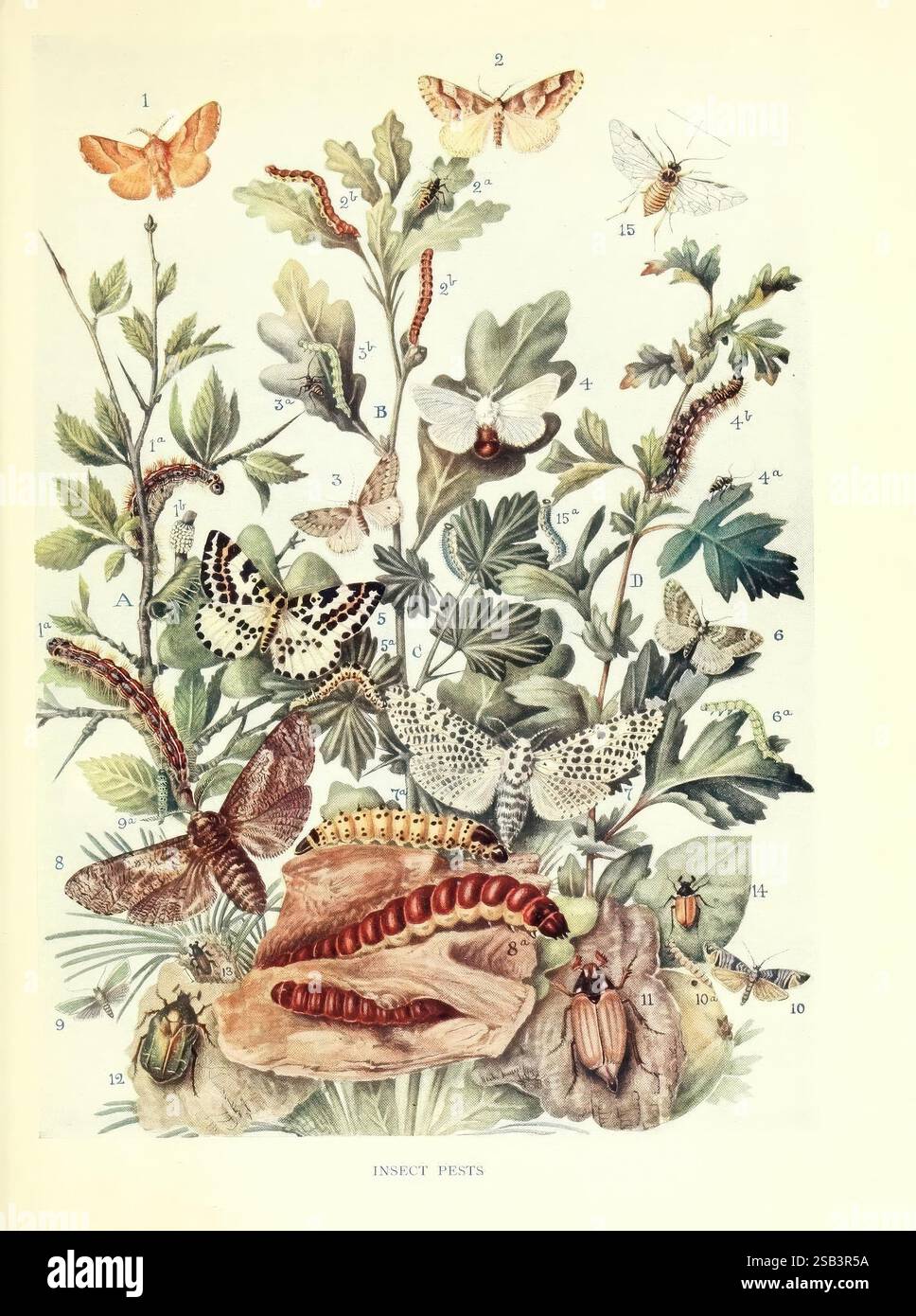 Numbered insect corresponds hi-res stock photography and images - Alamy