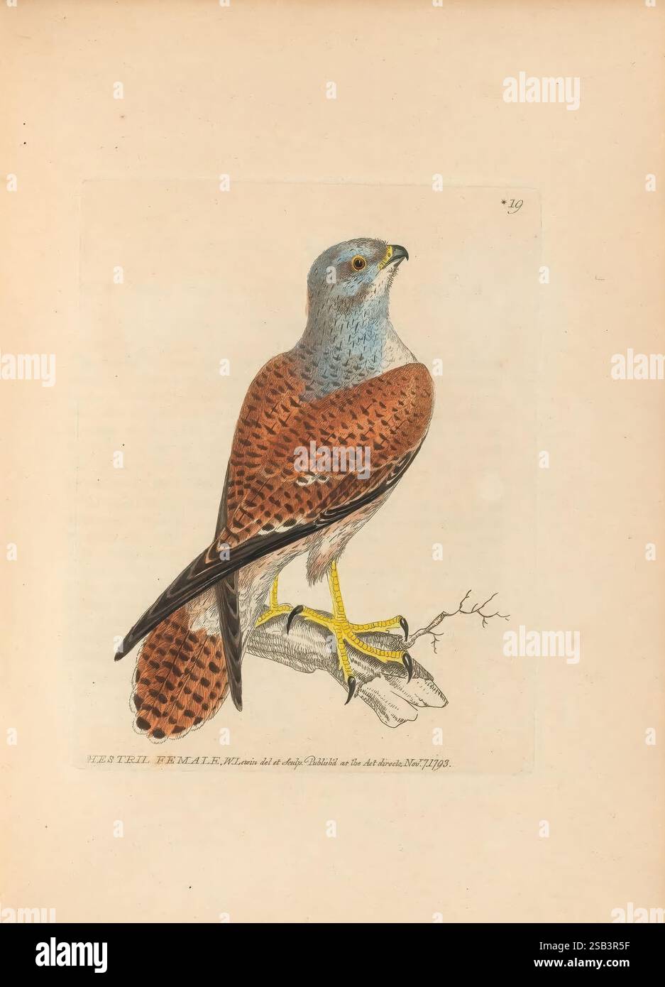 The birds of Great Britain, 1795-1801, Museum of Comparative Zoology ...