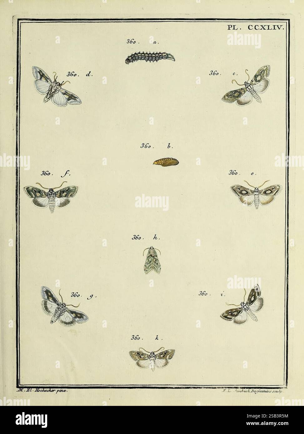 Various moth forms hi-res stock photography and images - Alamy