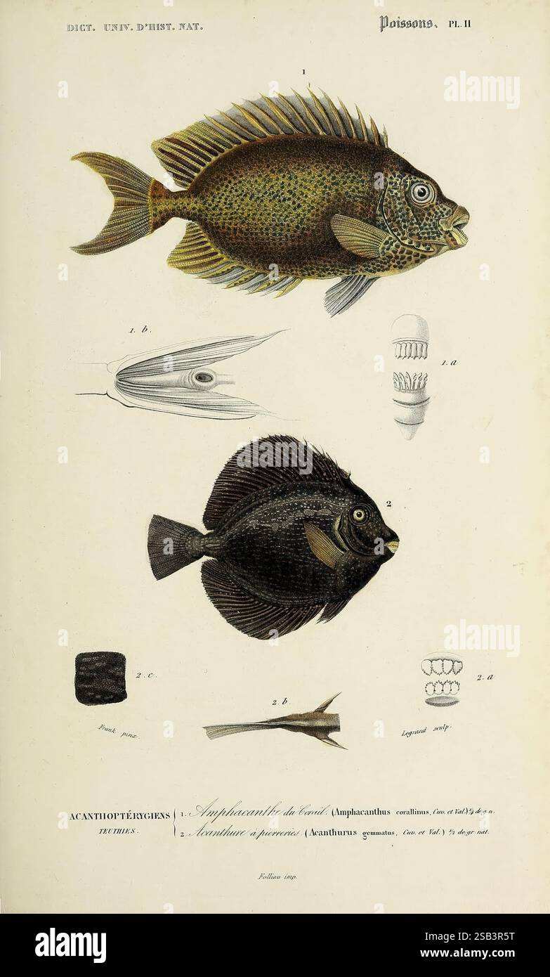 Central fish displays distinctive features hi-res stock photography and ...