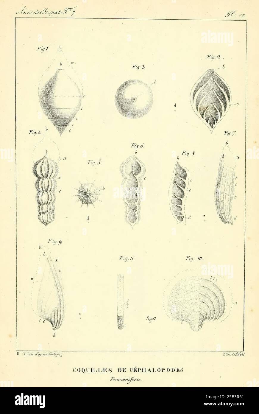 Annales des Sciences Naturelles Paris Crochard cephalopods science ...
