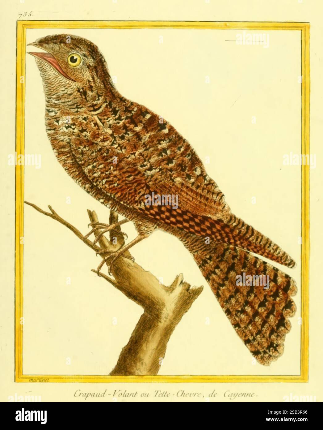 Goat headed nightjar hi-res stock photography and images - Alamy