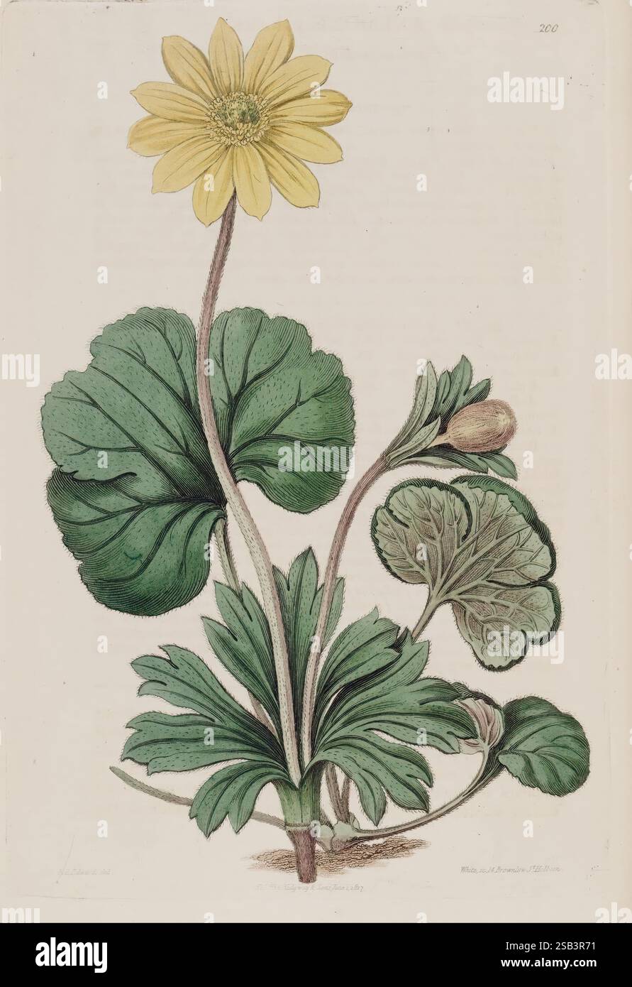 The Botanical Register London Printed for James Ridgway 1815-1828 1815 ...