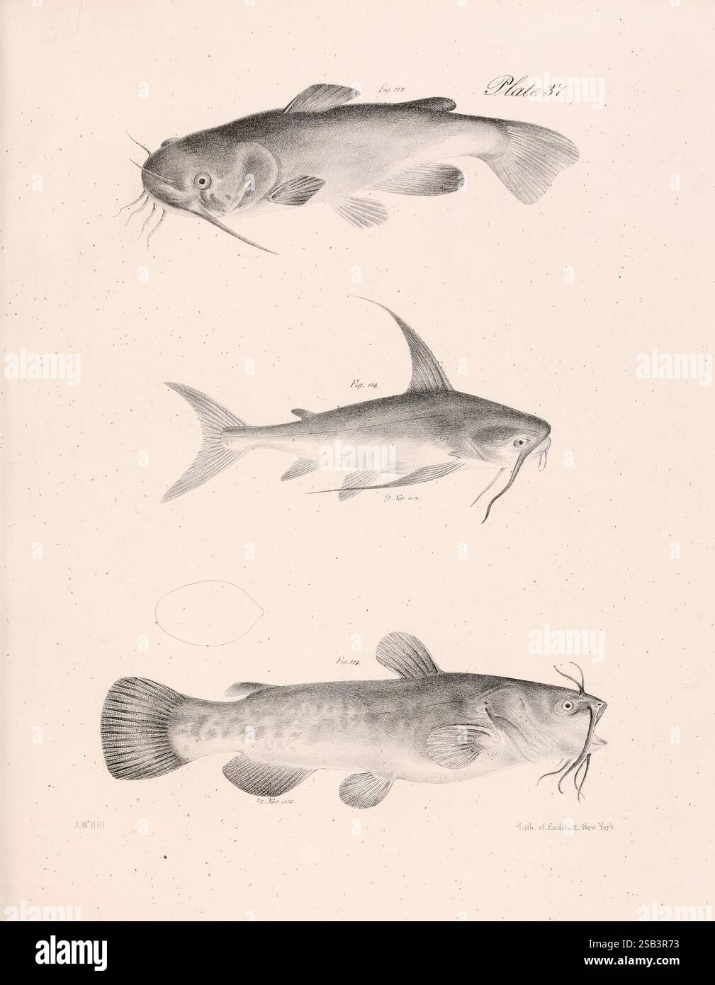 Zoology of New York, Albany, W. & A. White & J. Visscher, 1842-44 ...