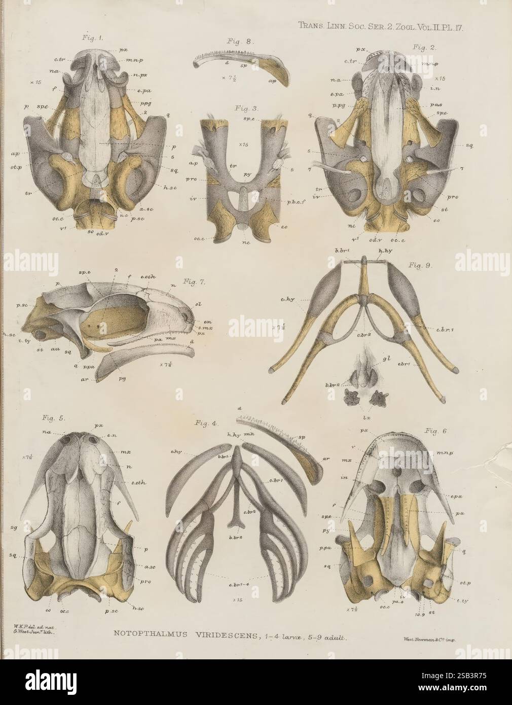 Jaw mechanisms hi-res stock photography and images - Alamy