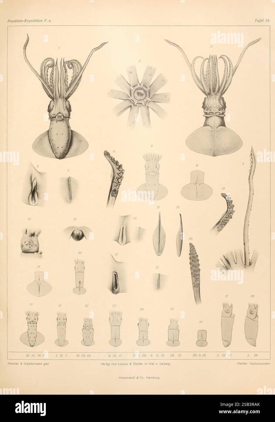 Ergebnisse der in dem Atlantischen Ocean von Mitte Juli bis Anfang ...