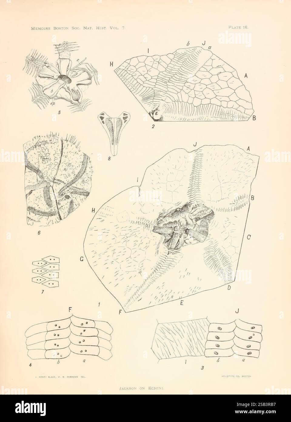 Phylogeny of the Echini Boston The Society 1912 paleontology Paleozoic ...