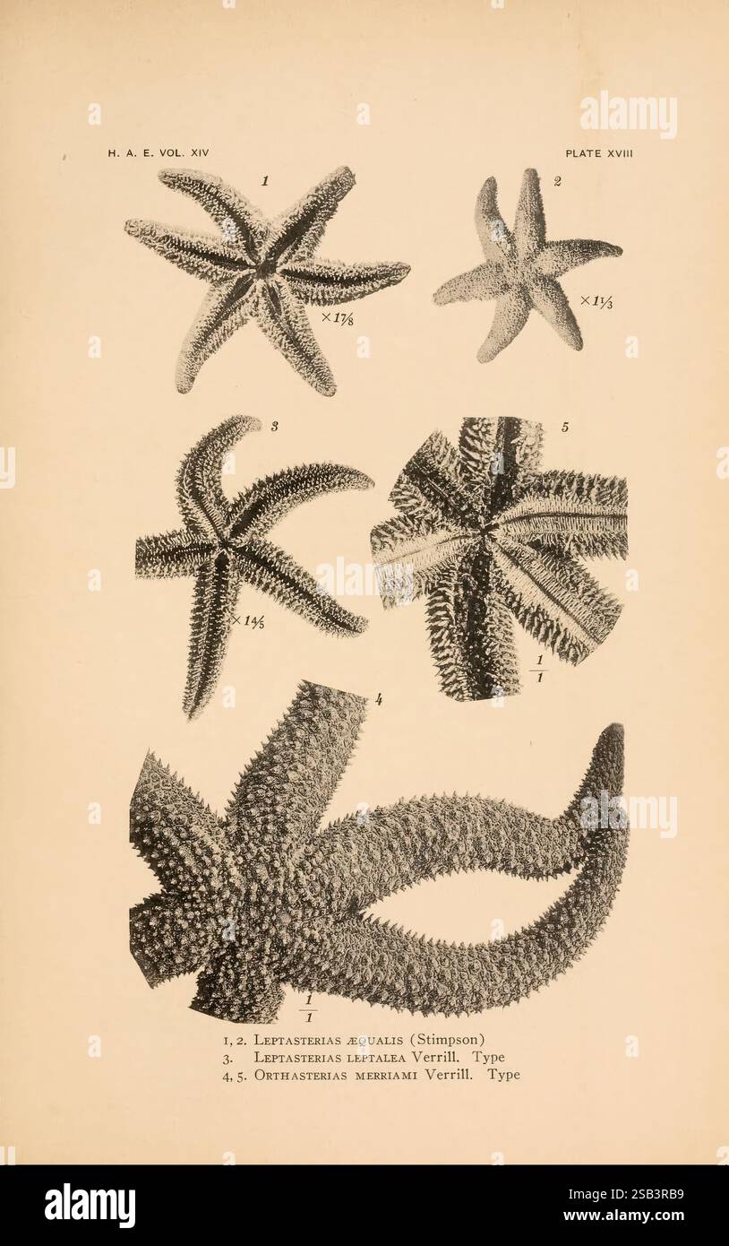 Various starfish specimens hi-res stock photography and images - Alamy