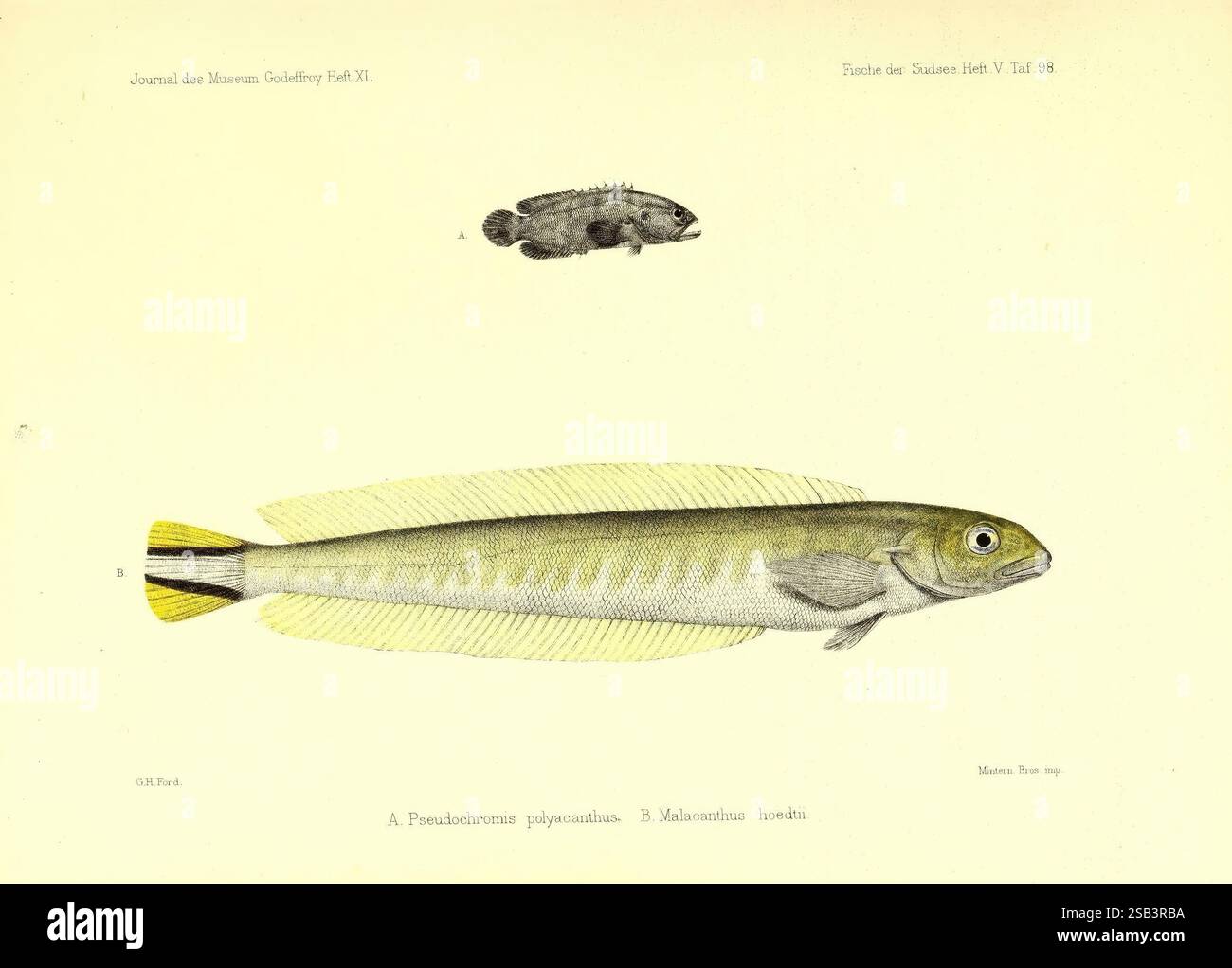 Larger fish displays anatomical features hi-res stock photography and ...