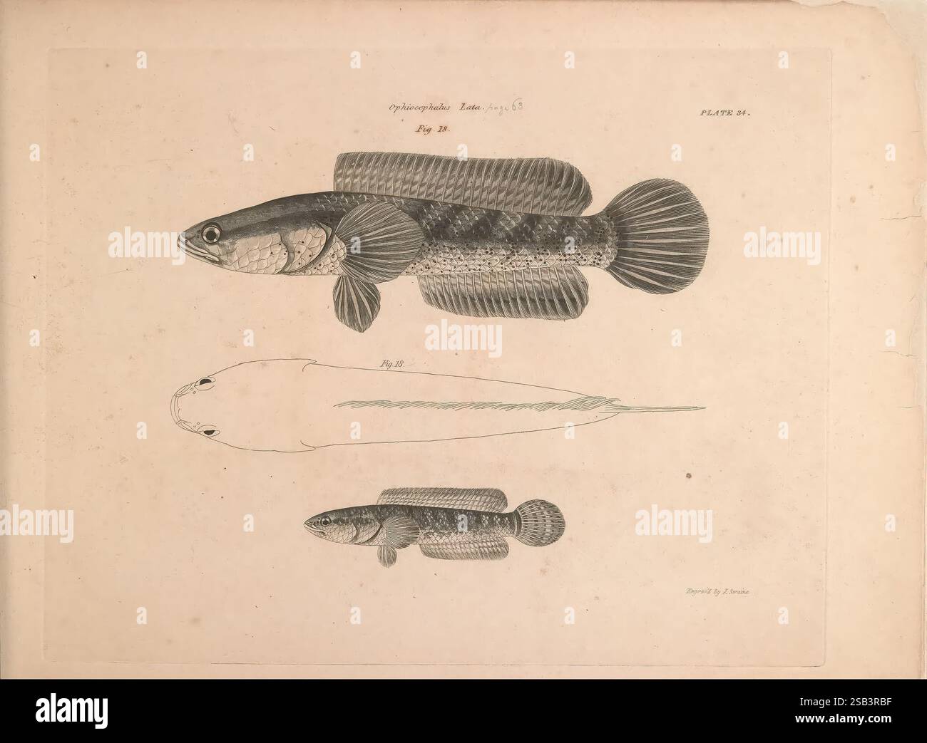 Detailed depiction of three different species of fish hi-res stock ...