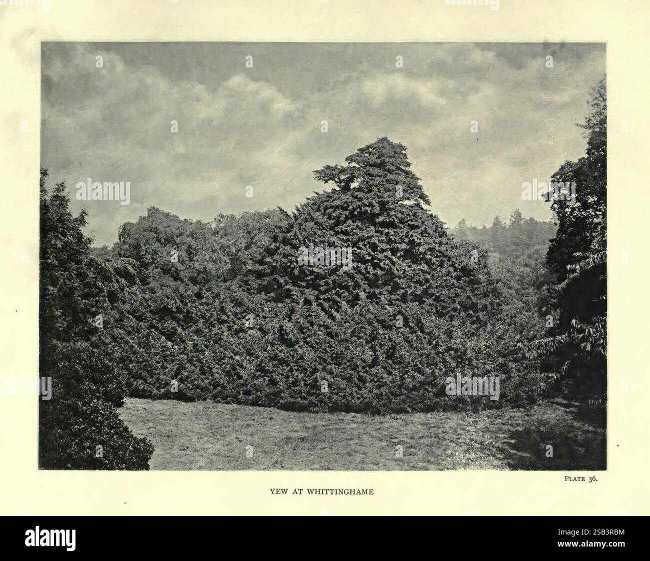 The trees of Great Britain & Ireland, Edinburgh, Priv. print, 1906-13 ...