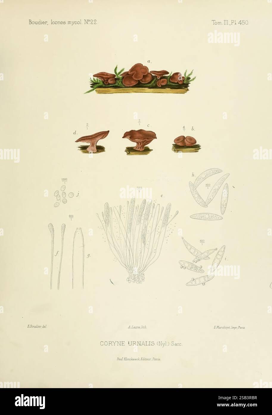 Featuring several distinct mushroom species hi-res stock photography ...