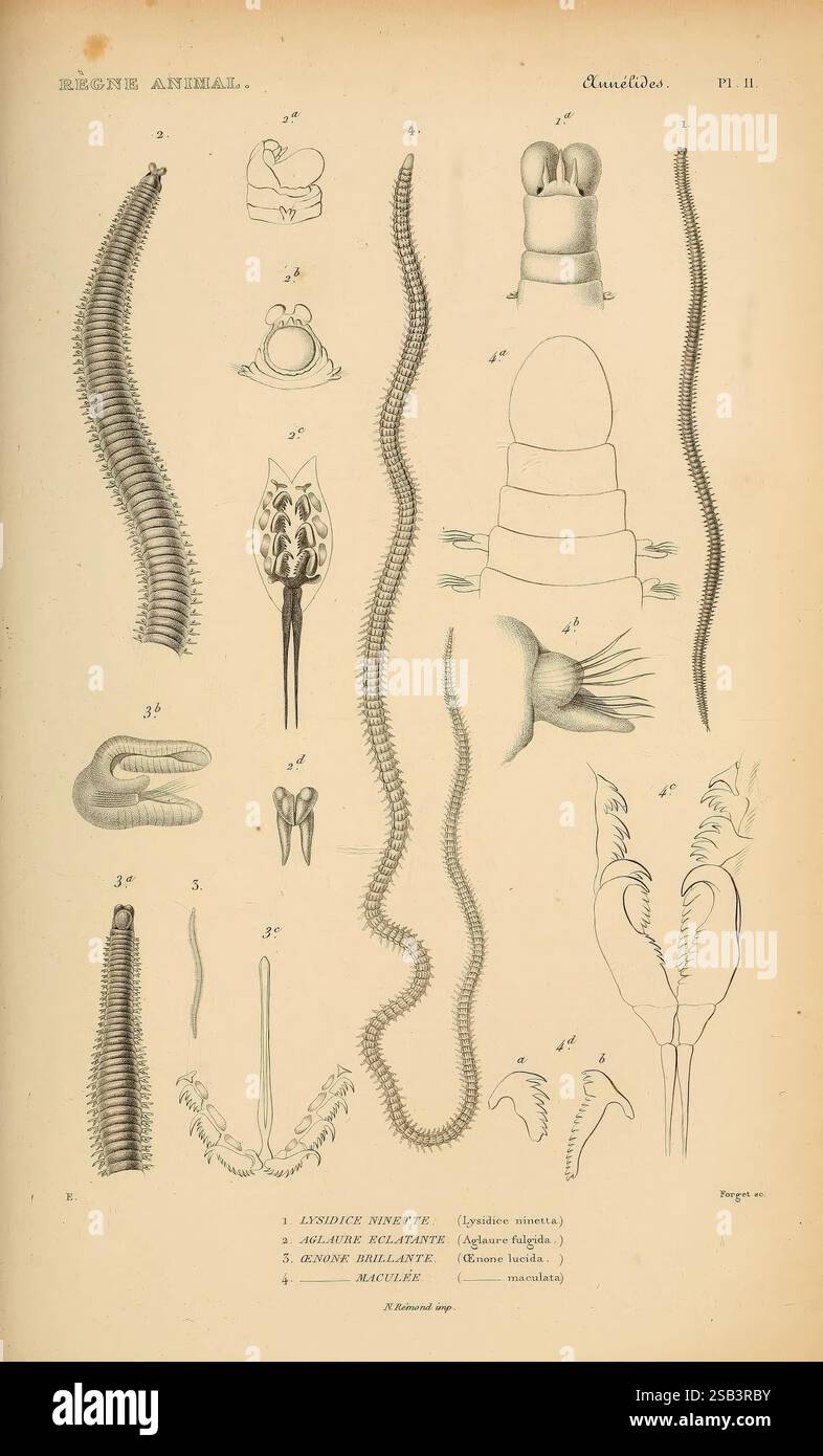 Le règne animal distribué d'après son organisation Paris, 1836-1849 ...