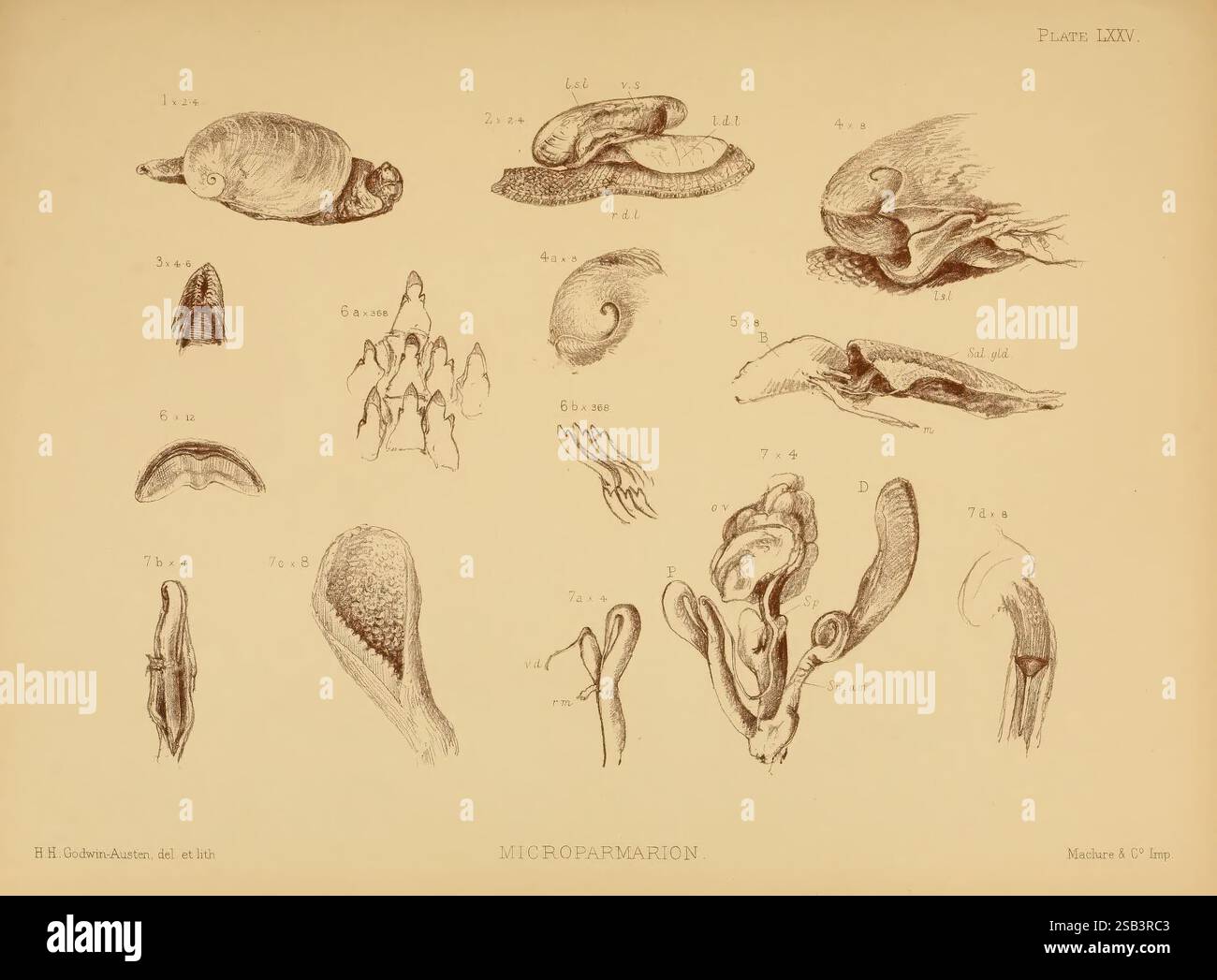 Land, Freshwater, Mollusca, India, London, Taylor and Francis, 1882 ...