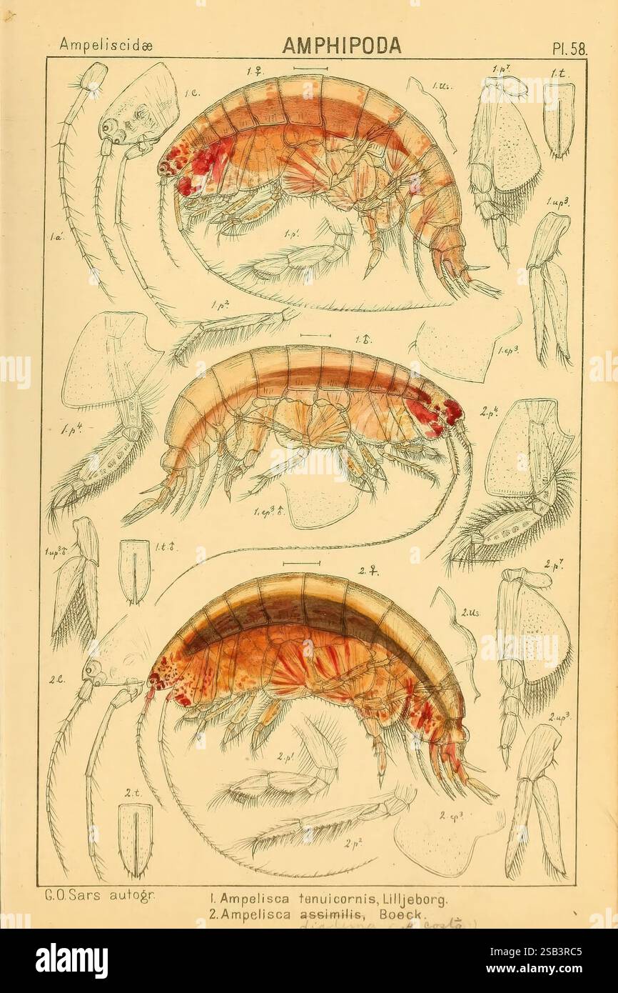 Highlighting unique morphologies hi-res stock photography and images ...