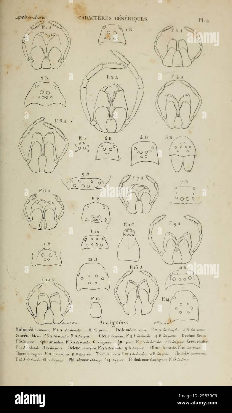Anatomical diagrams labeled hi-res stock photography and images - Alamy