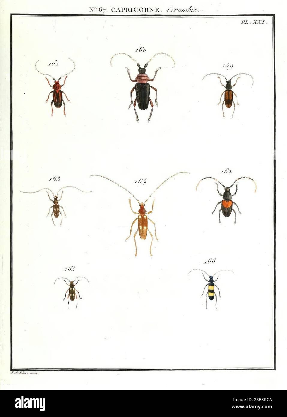 Entomologie ou Histoire naturelle des insectes, Paris, Imp. Baudouin ...