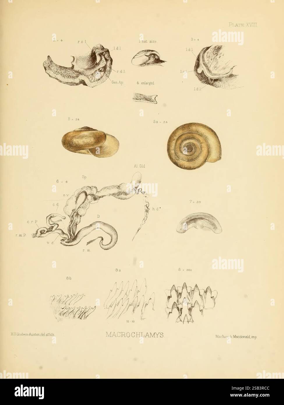 Land and freshwater Mollusca of India, London, Taylor and Francis, 1882 ...