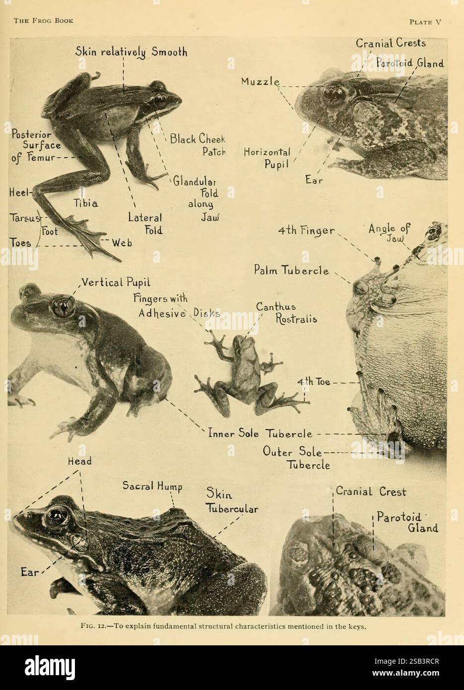 The frog book, New York,1907, Amphibians, Frogs, North America, Toads ...