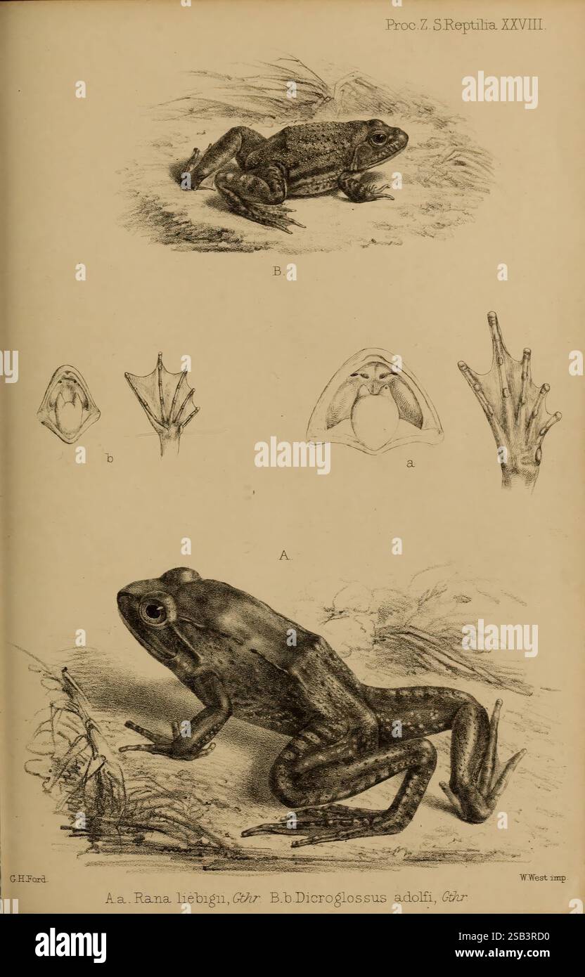 Proceedings of the Zoological Society of London, London, Academic Press ...