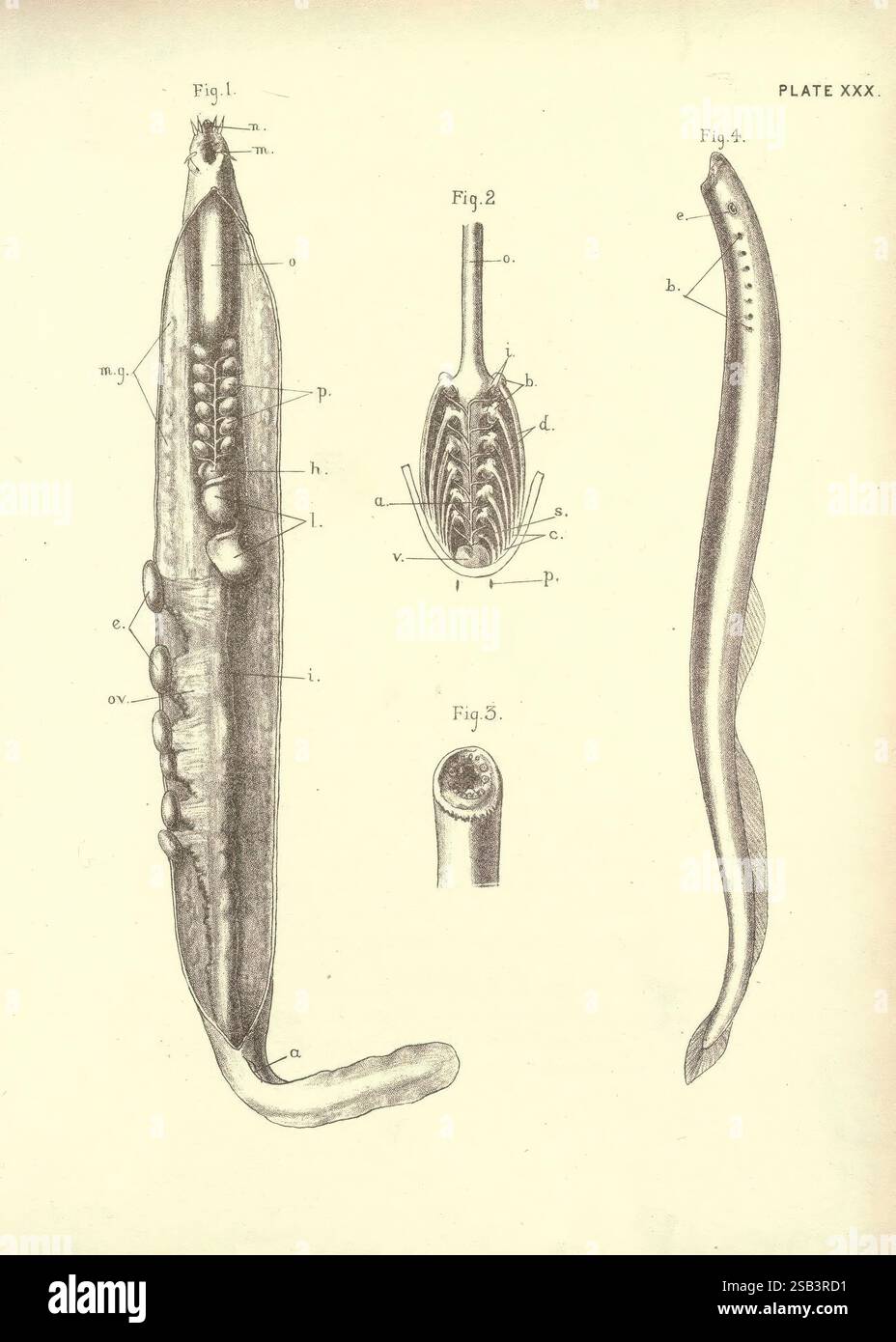 Illustrations of zoology: invertebrates & vertebrates Edinburgh Y.J ...