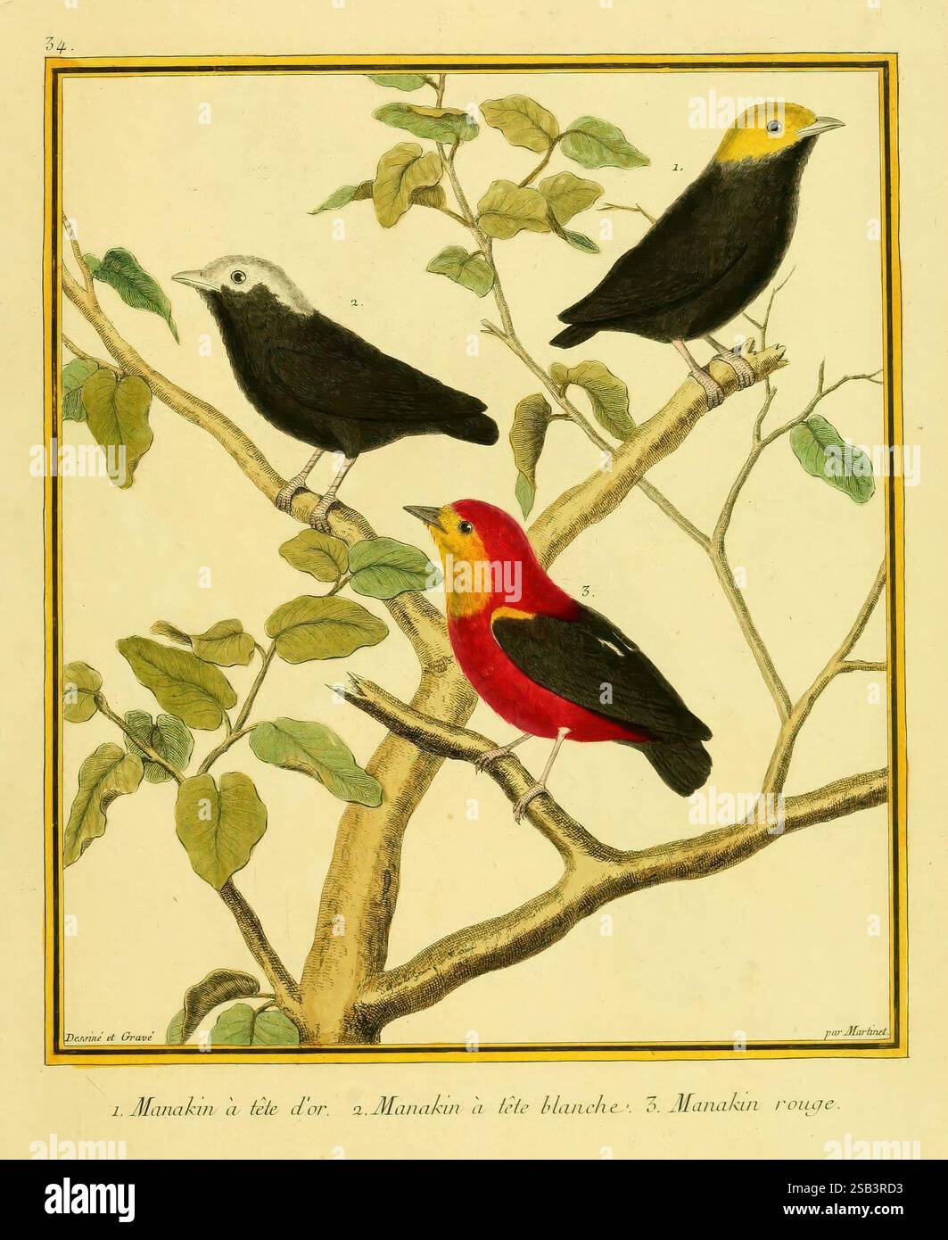 Planches enluminées d'histoire naturelle t. 1 Paris Pictorial works ...